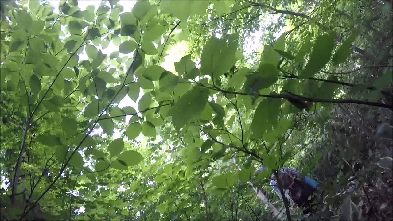 Gathering Bamboo Shoots in the Mountains - YouTube