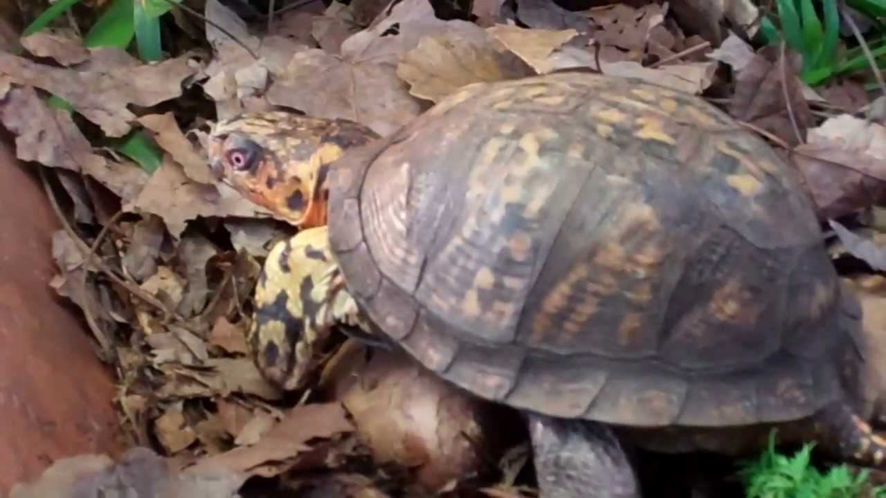 Sparky- box turtle care- bugs in habitat - YouTube