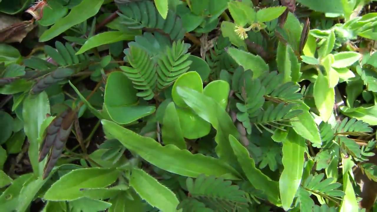 Shame Old Lady in Jamaica - YouTube