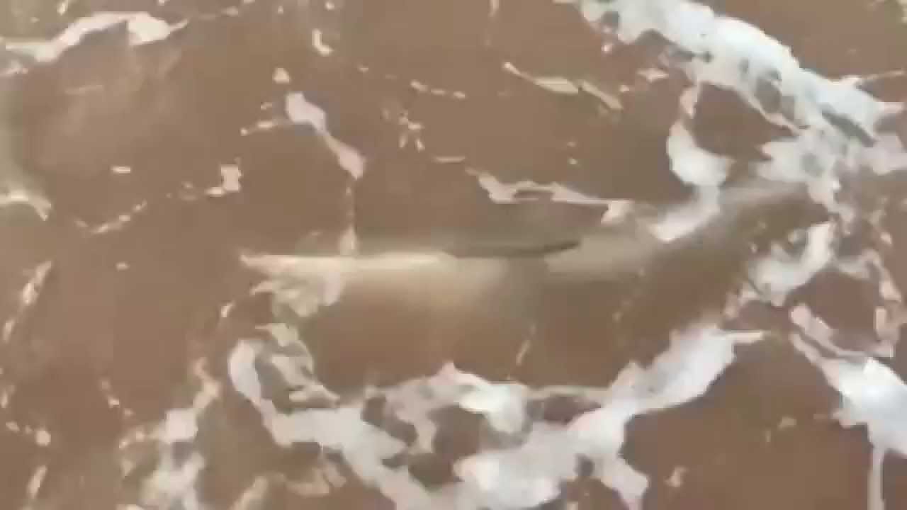 Stranded shark helped back in to the sea at Paignton Beach in Devon ...