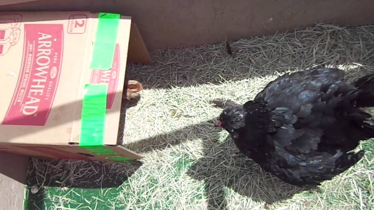 Attack of the mother hen - YouTube