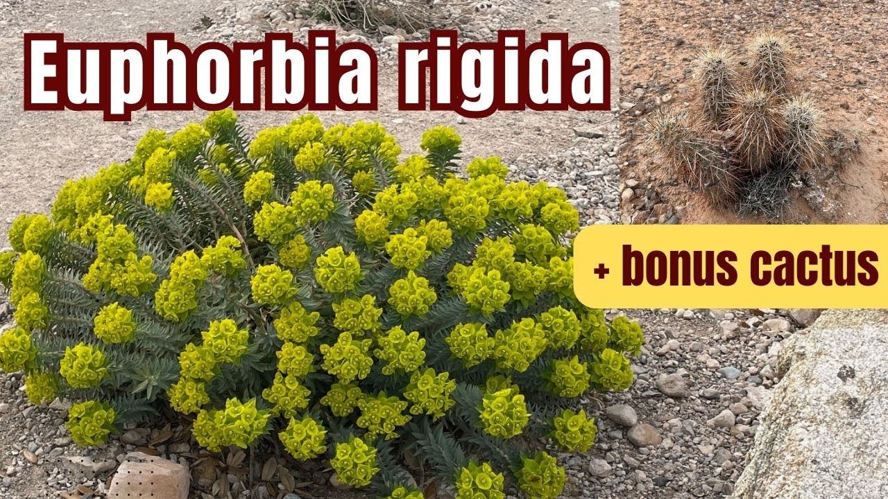 YES, this is a #Euphorbia! | Euphorbia rigida in full bloom - YouTube