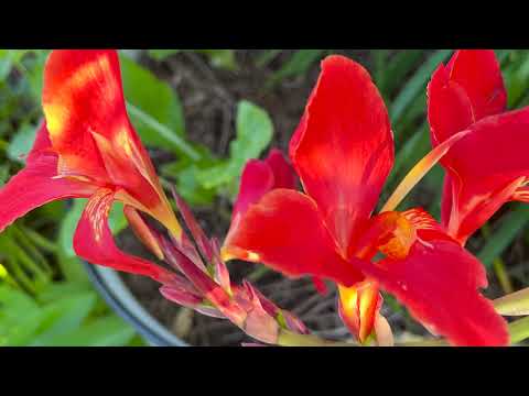 Audrey Hepburn - Garden + Nature Quotes Inspire   58th Wisdom & Motivation Canna Lily
