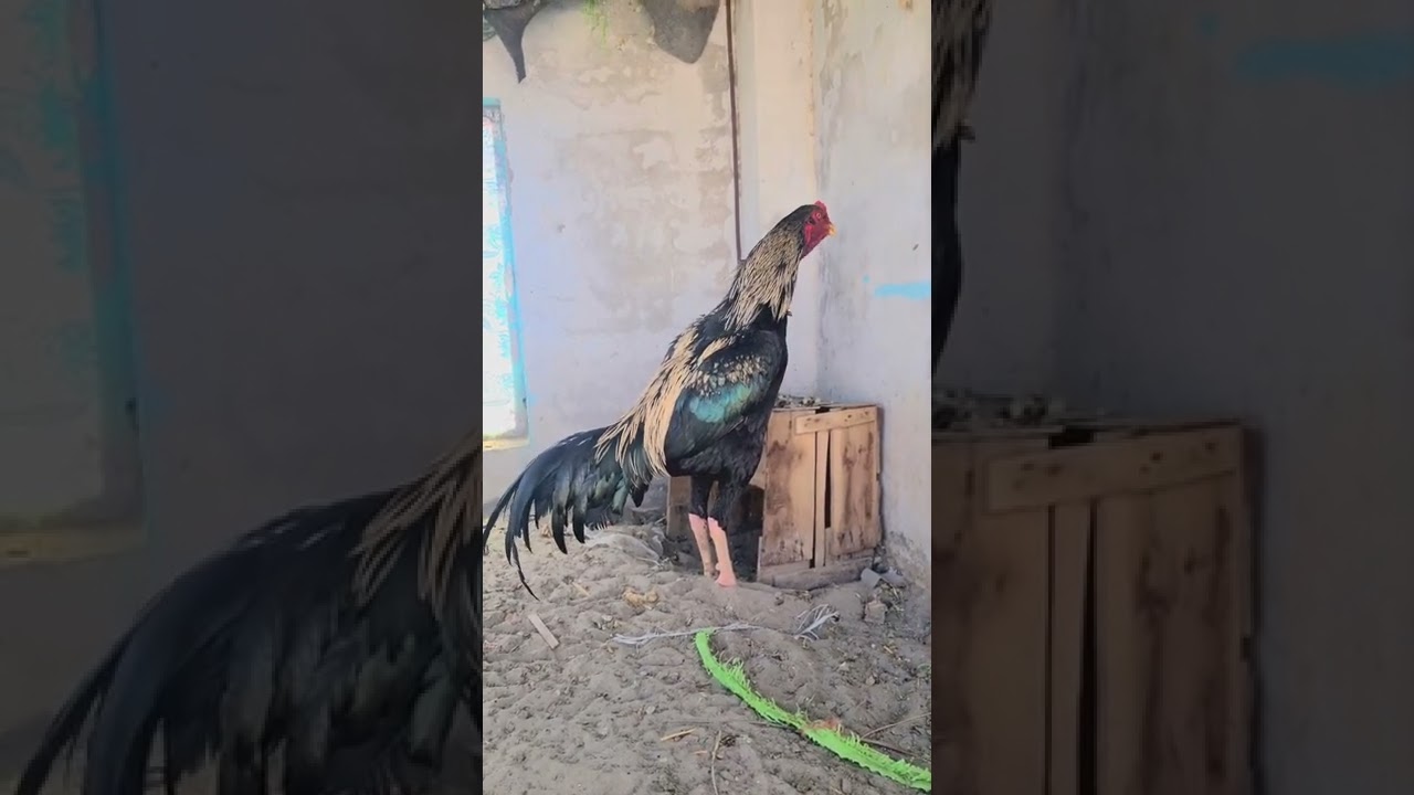 Aseel jawa murga || fighter murga || top quality roster - YouTube