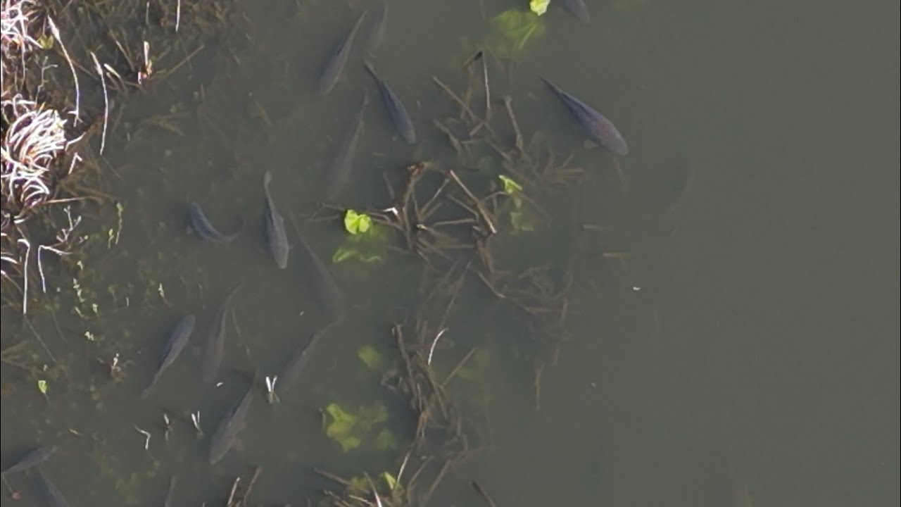 33 minutes of Carp and pike chasing at Willow Garth Fisheries - YouTube