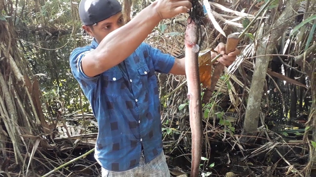 Niat Mancing Ikan Gabus Malah Dapat morea - YouTube