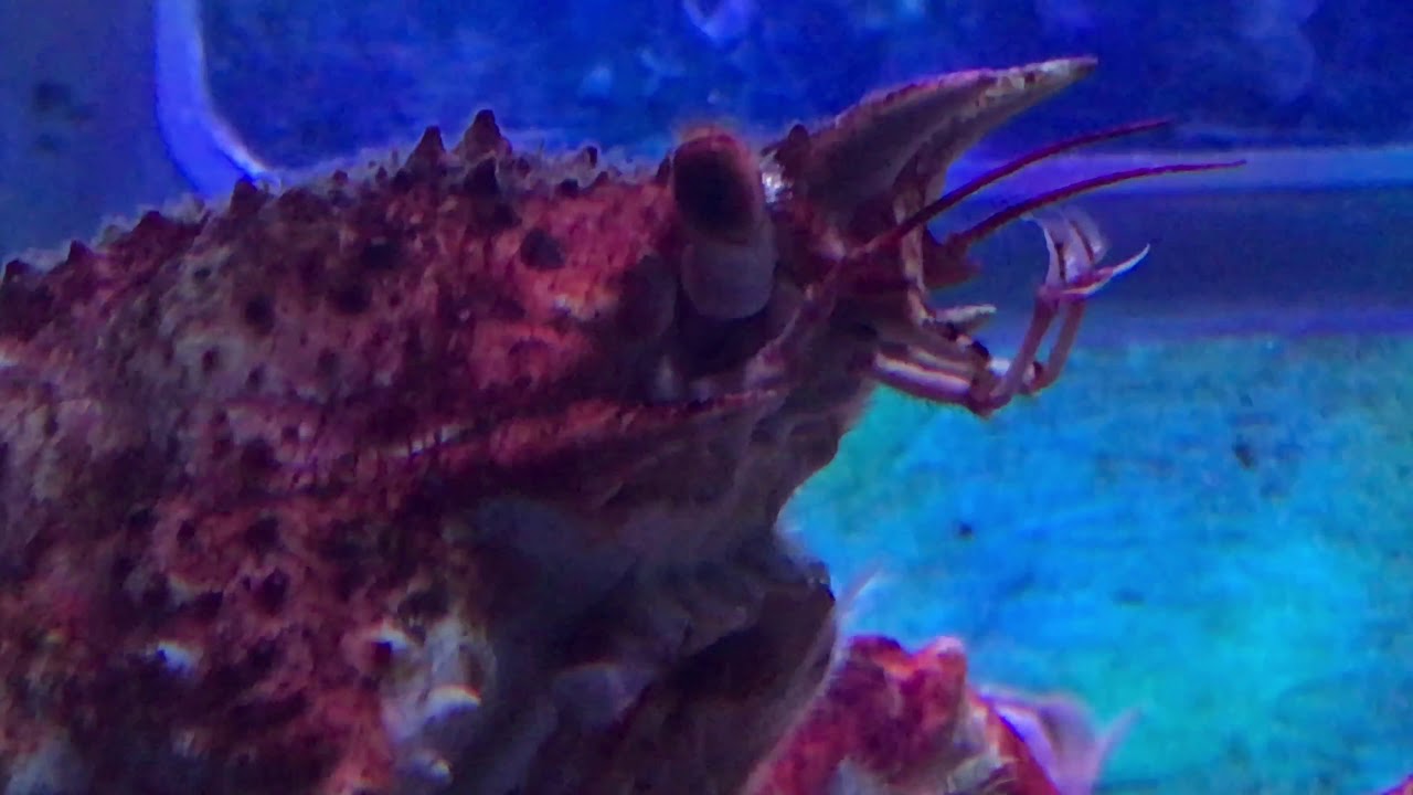 Scary, Large Crabs At Seaworld San Diego - YouTube