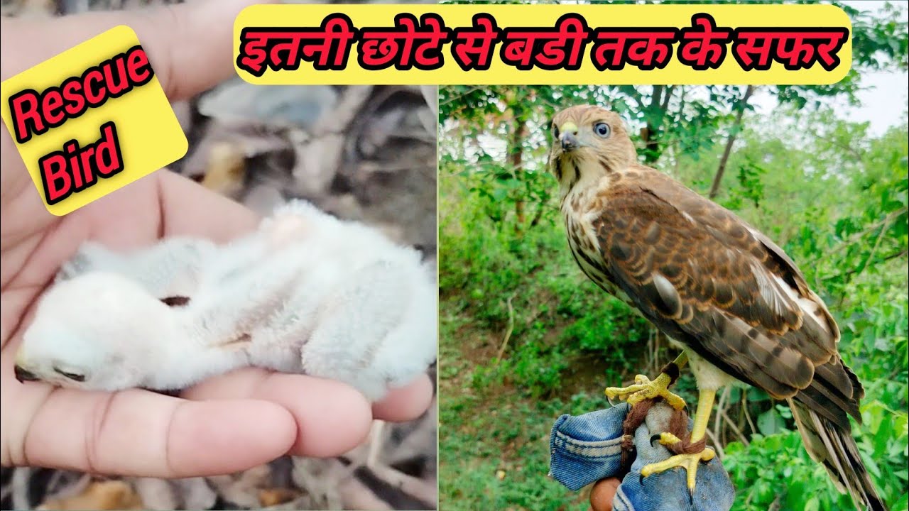 Hawk Shikra Feeding training/Rescue Bird Feeding training - YouTube