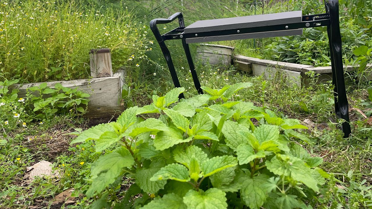Texas Permaculture Garden | Herb Harvesting | Chickens In The Garden ...