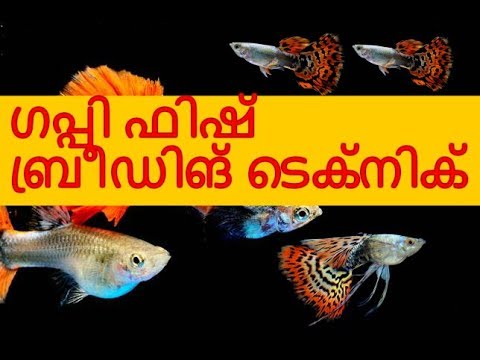 Guppy Fish Breeding Techniques | Vivek Parayil | Parayil Aqua - YouTube