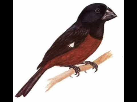 picolet full pie - YouTube