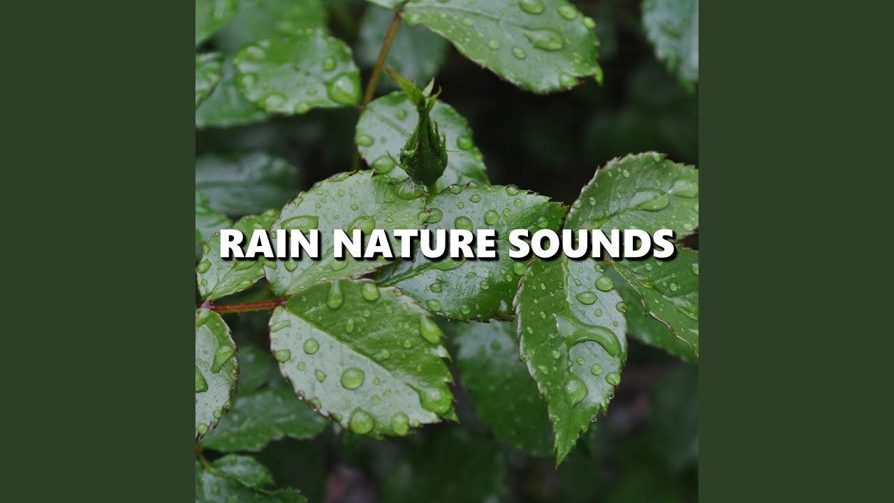 Perfect Natural Rain Sounds - YouTube Music