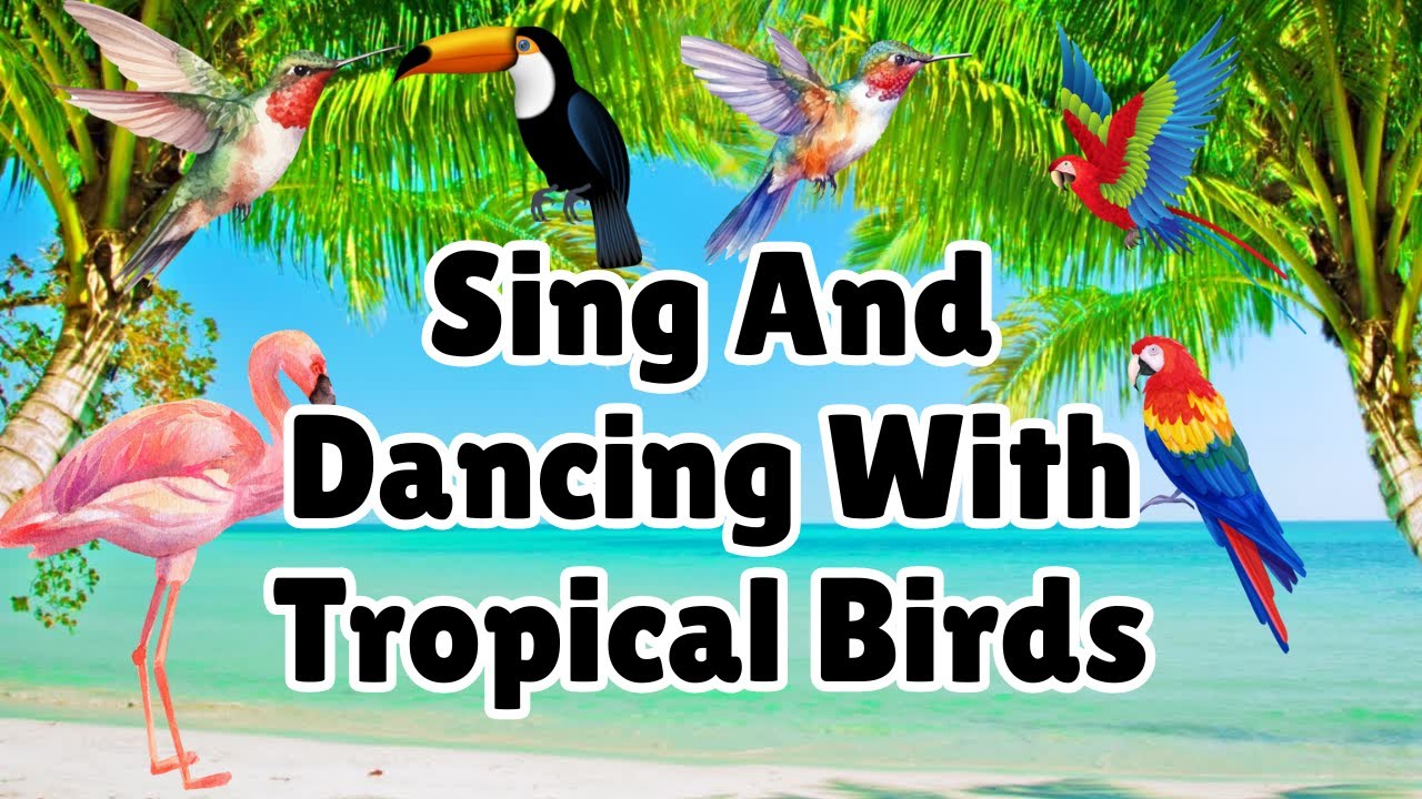 Sing And Dancing With Tropical Birds - YouTube