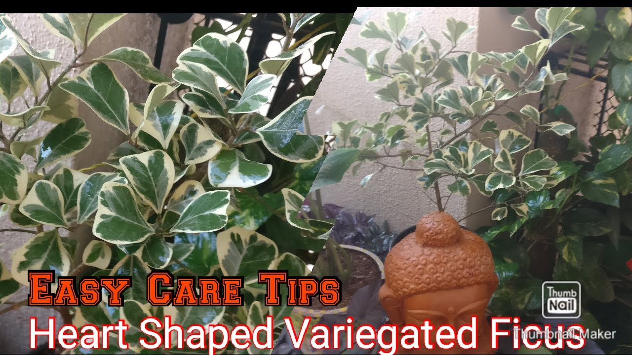 Ficus Triangularis Variegata Care/ Varigated Heart shaped Ficus easy ...