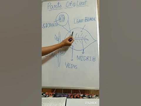 10/04/2020 - Grade 4 - Science - Chapter 1 (Plants - Our Green Friends ...