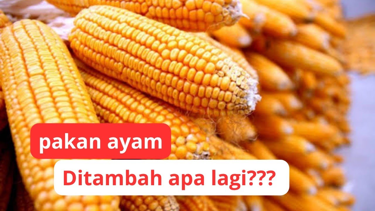 cara meracik pakan ayam petelur sendiri - mudah dan simpel - YouTube