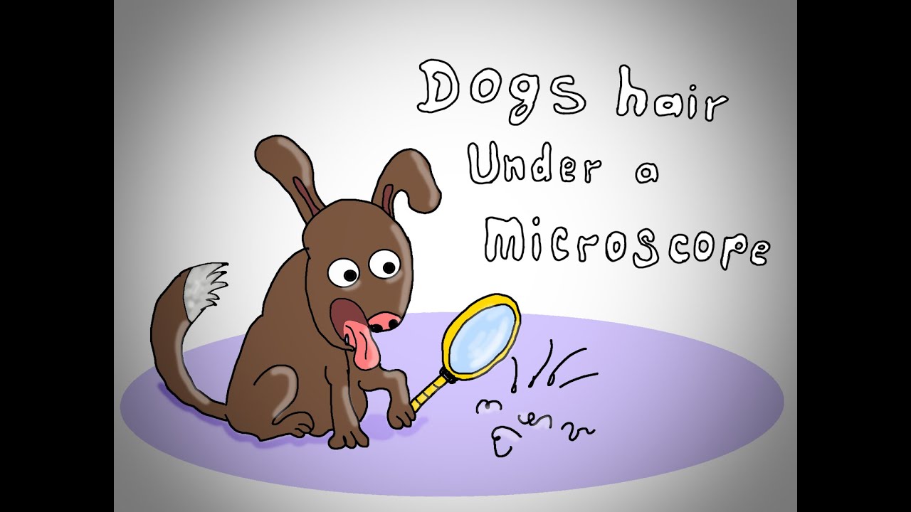 Dogs hair under a microscope. Обычный собачий волос под микроскопом ...