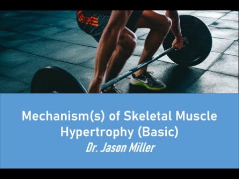 Mechanism(s) of Skeletal Muscle Hypertrophy (The Basics) - YouTube