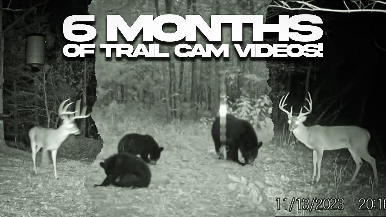 6 MONTHS OF TRAIL CAM VIDEOS! - YouTube