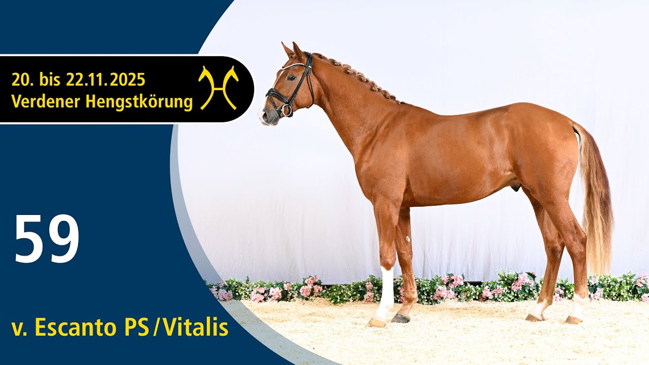 No. 59 Stallion by Escanto PS - Vitalis | Verden Stallion Licensing ...