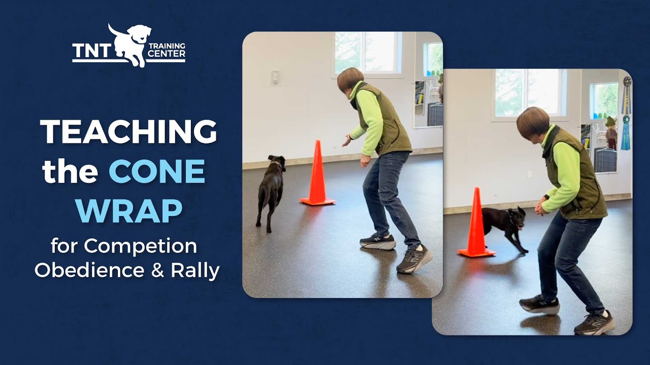Teaching Cone Wraps for Competition Obedience & Rally - YouTube