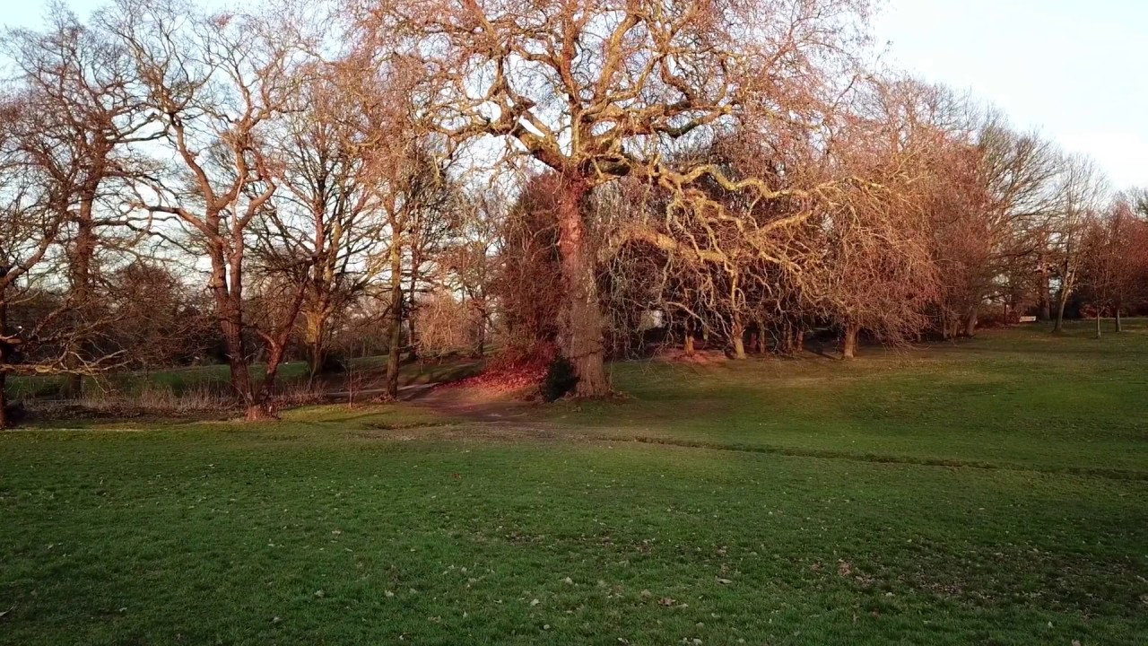 Majestic Kent Tree and Skyline - YouTube