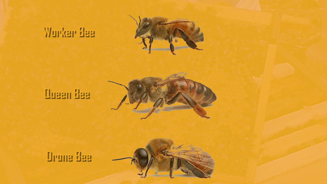 New to UK beekeeping v7 - 3rd week Inspection, packed brood, emerging worker bees and drones ...