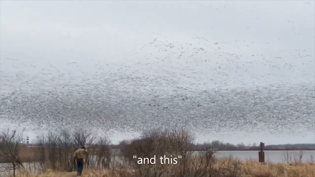 Snow Goose Jump Shoot Part 1 - YouTube