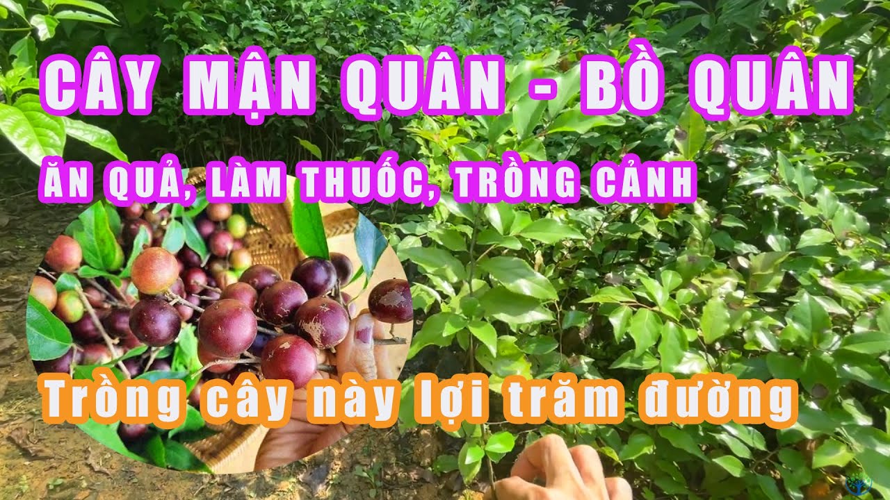 Cây mận quân bồ quân trồng đem lại lợi ích trăm bề - 0967 904 446 - YouTube