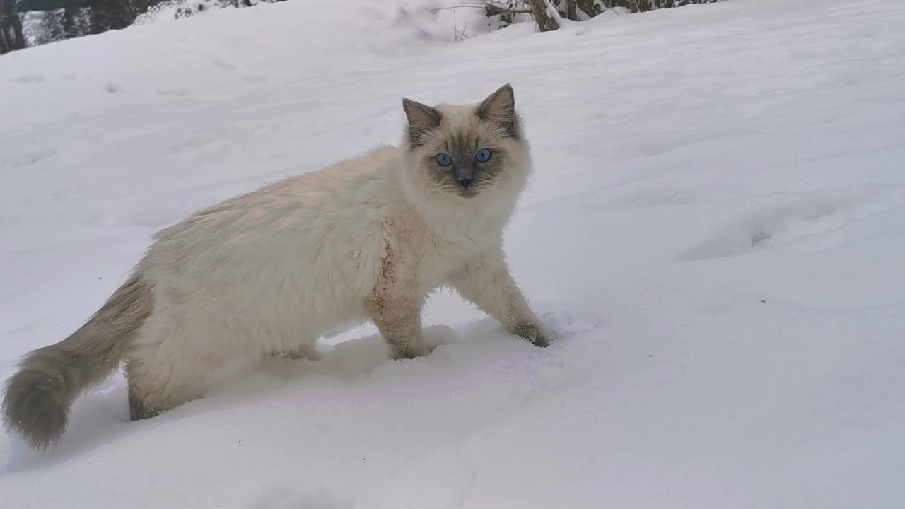 Torres our Ragdoll´s first steps in the snow in december 2023 - YouTube