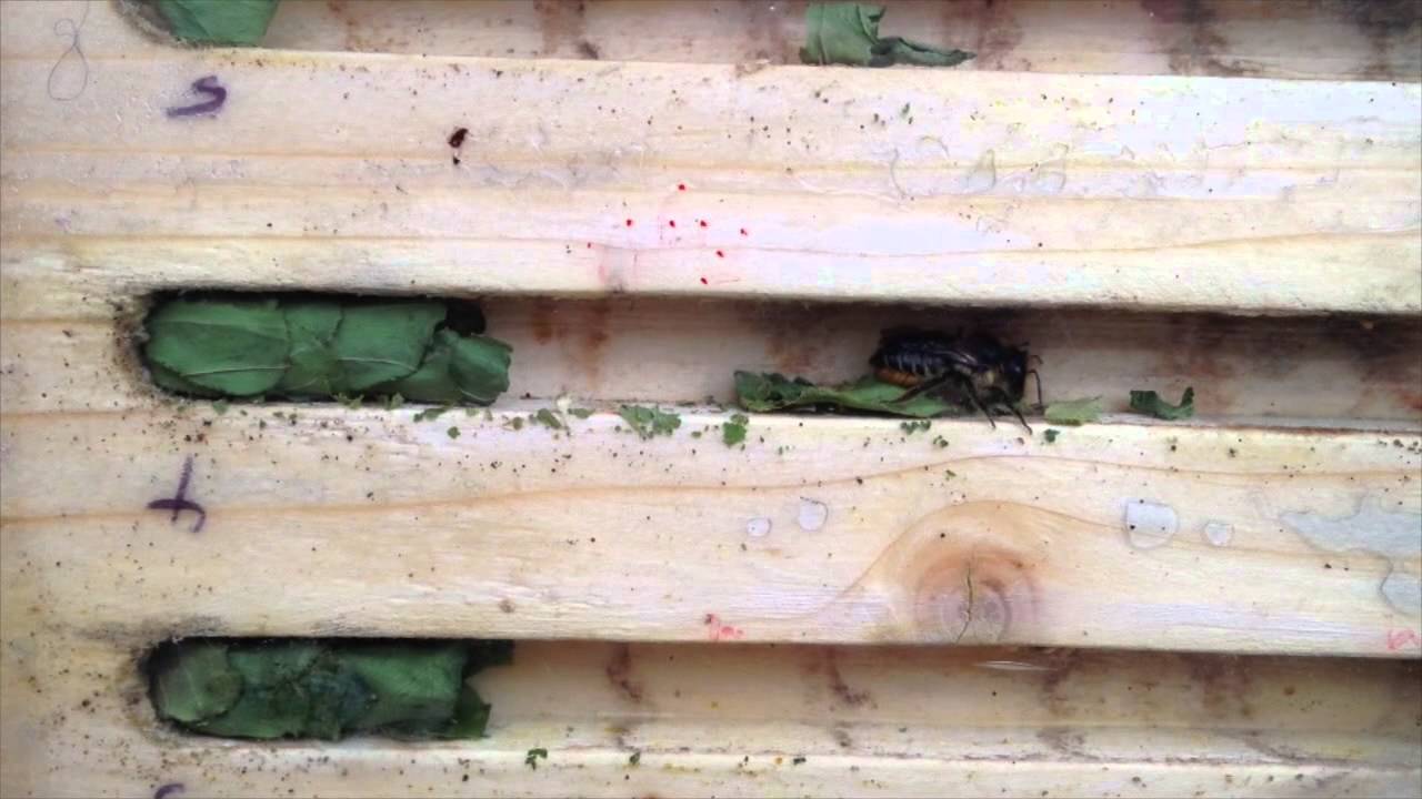 Leaf cutter solitary bees in Nurturing Nature's observation nest box ...