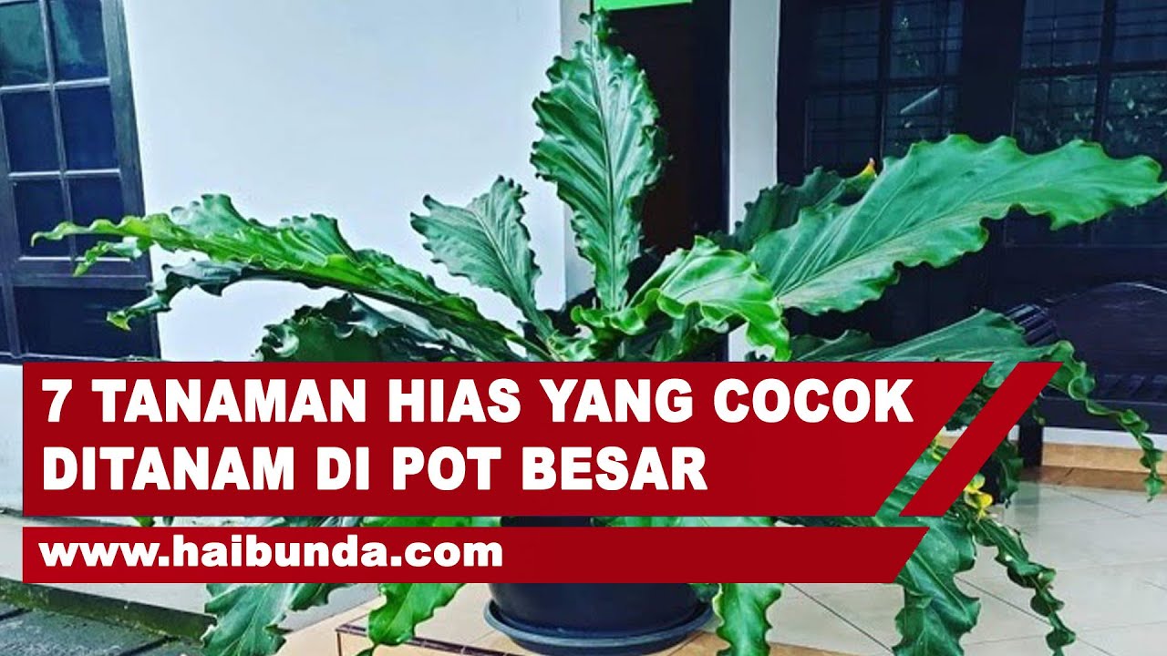 7 Tanaman Hias yang Cocok Ditanam di Pot Besar - YouTube