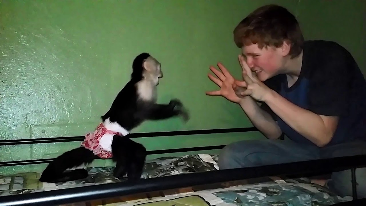 Capuchin Monkey Lillian Louise Plays on Bunk Bed (#160) - YouTube