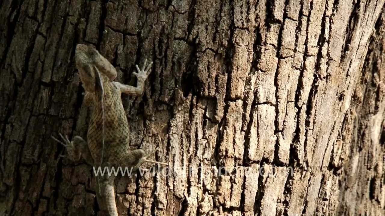 Calotes lizard or Girgit! - YouTube