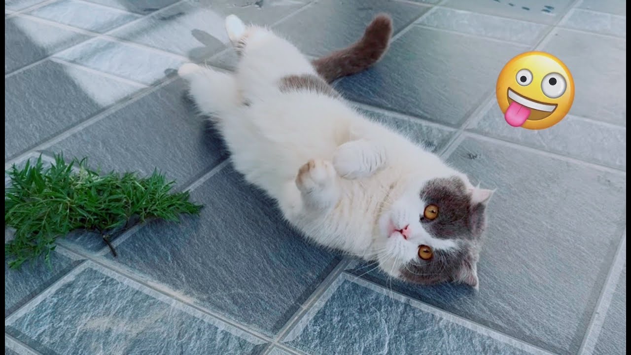 Two cat're so adorable 😲 Both cats love the fishing rod - YouTube