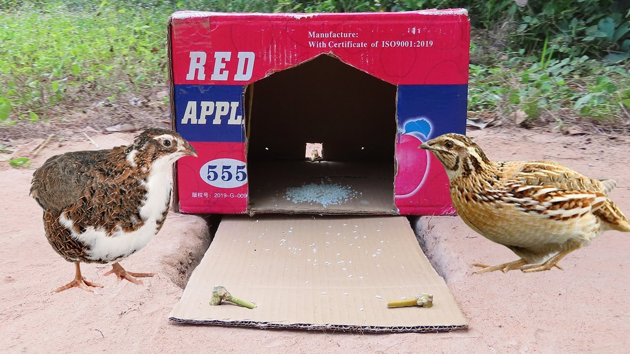 Easy Unique Underground Quail Trap Using Old Apple Cardboard Box And ...