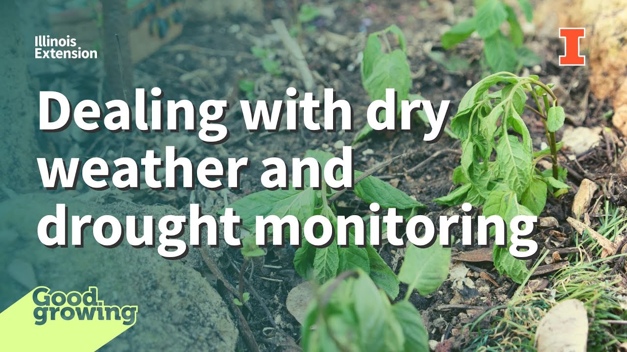Dealing with dry weather and drought monitoring | #GoodGrowing - YouTube