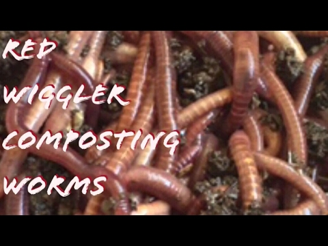 Red Wiggler Worm Farm Update Healthy Breeding - YouTube