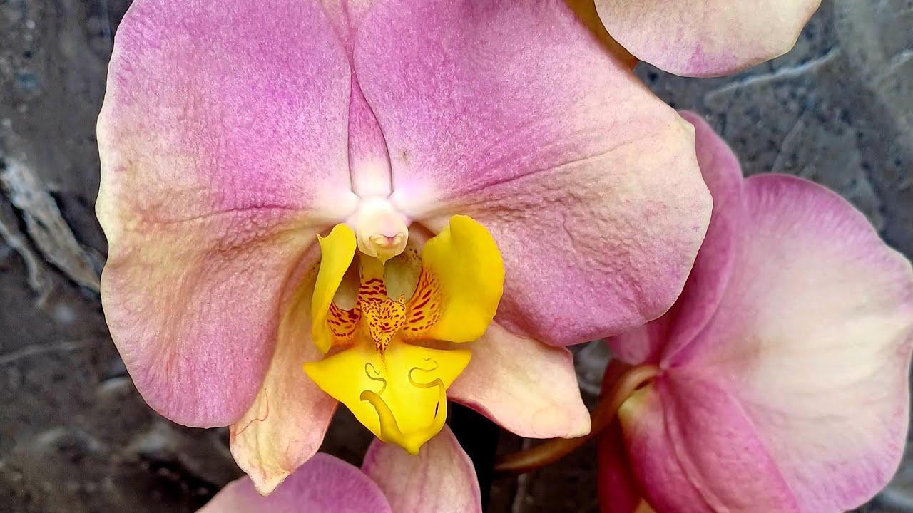НОВИНКА ( new life)#phalaenopsis и полный,роспуск Lady Marmelade И ...