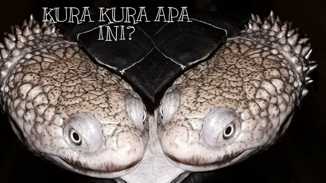KURA KURA LEHER BERDURI ACANTHOCHELYS SPIXII KURA KURA RARE - YouTube