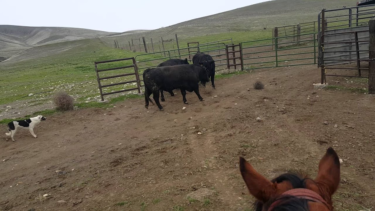 Catching Bulls and loading them out of the pasture with Satus Brute ...