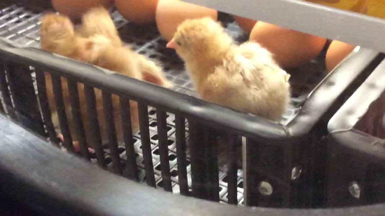 Just hatched chicks - YouTube