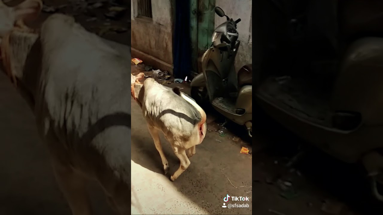 Cute Baby Cow Ran👌👌👌 - YouTube