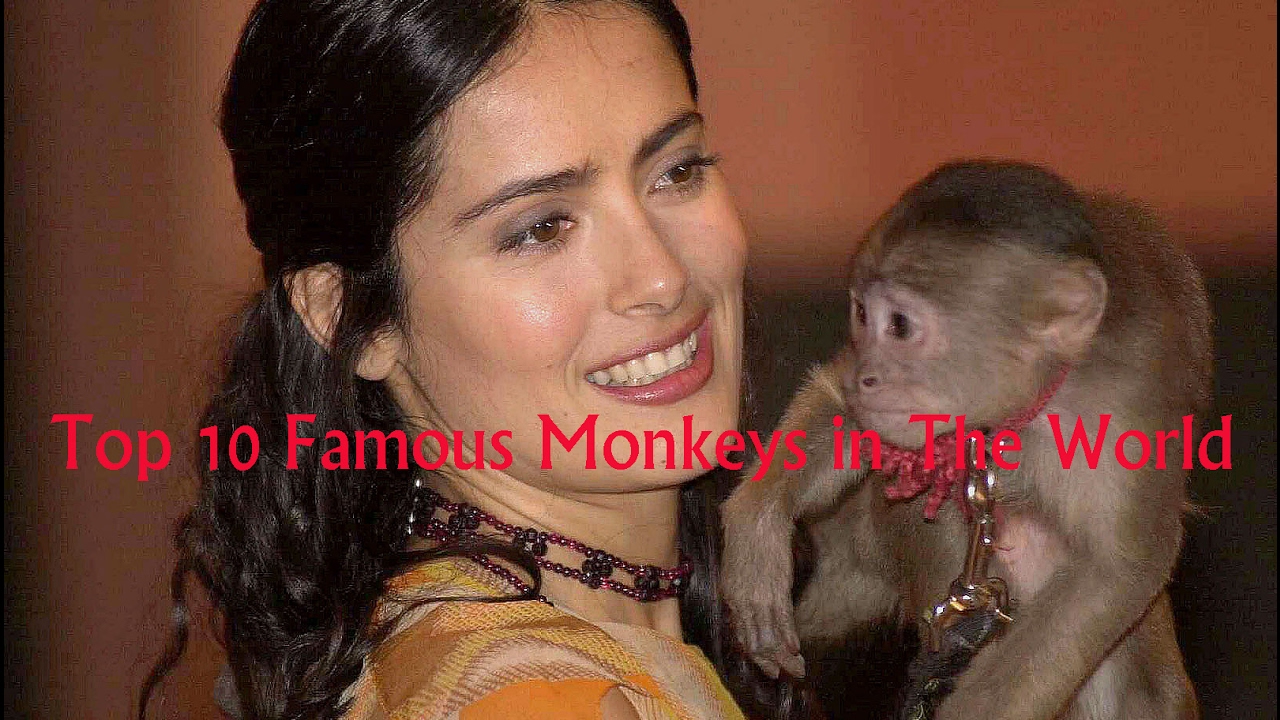 Top 10 Famous Monkeys in The World || - YouTube