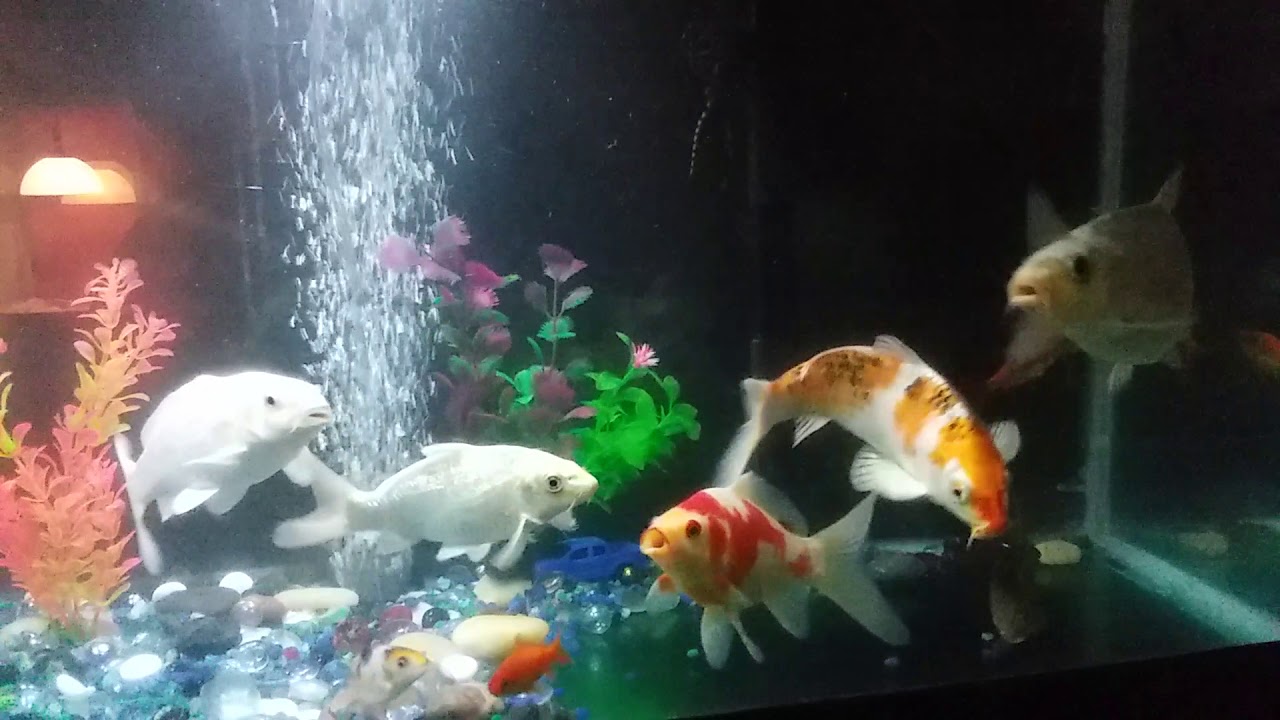 Subscribe to see more fish - YouTube