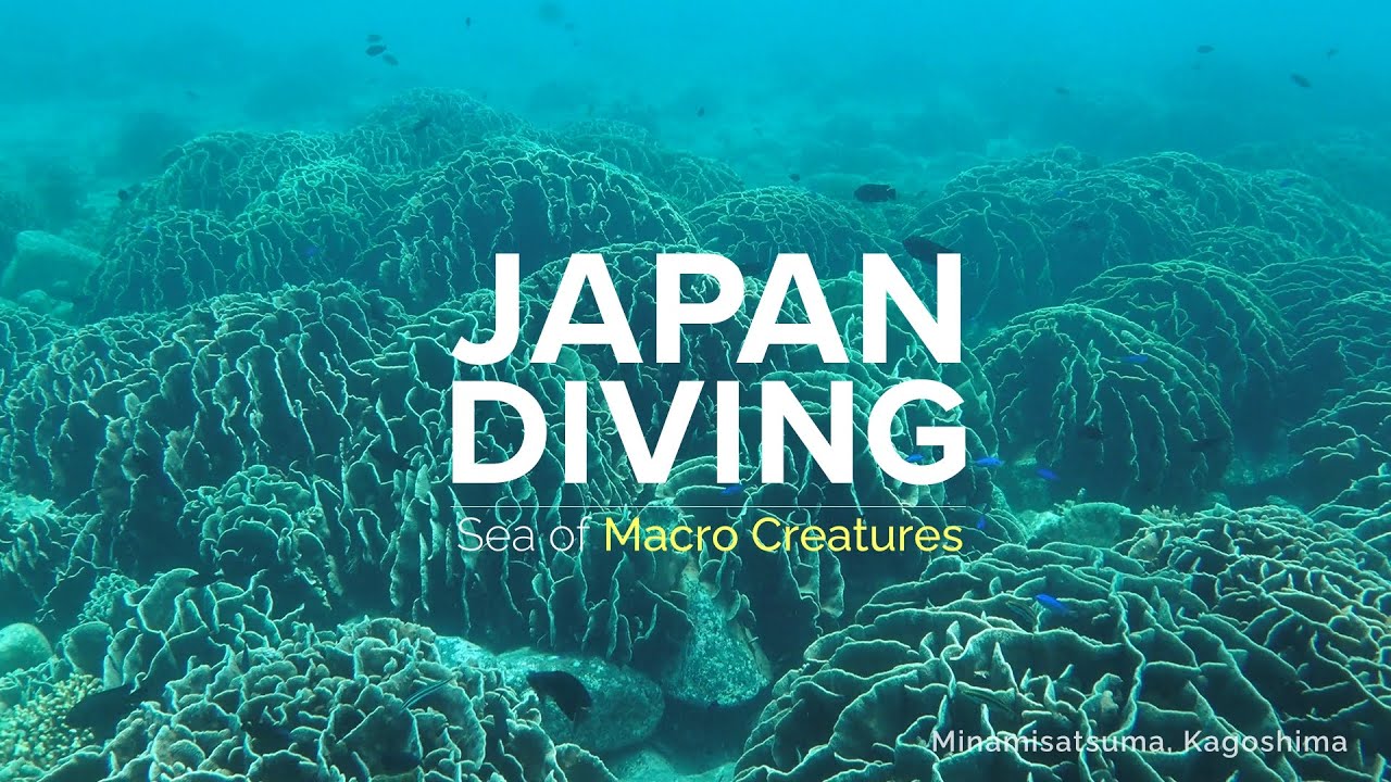JAPAN DIVING | Sea of Macro Creatures | JNTO - YouTube