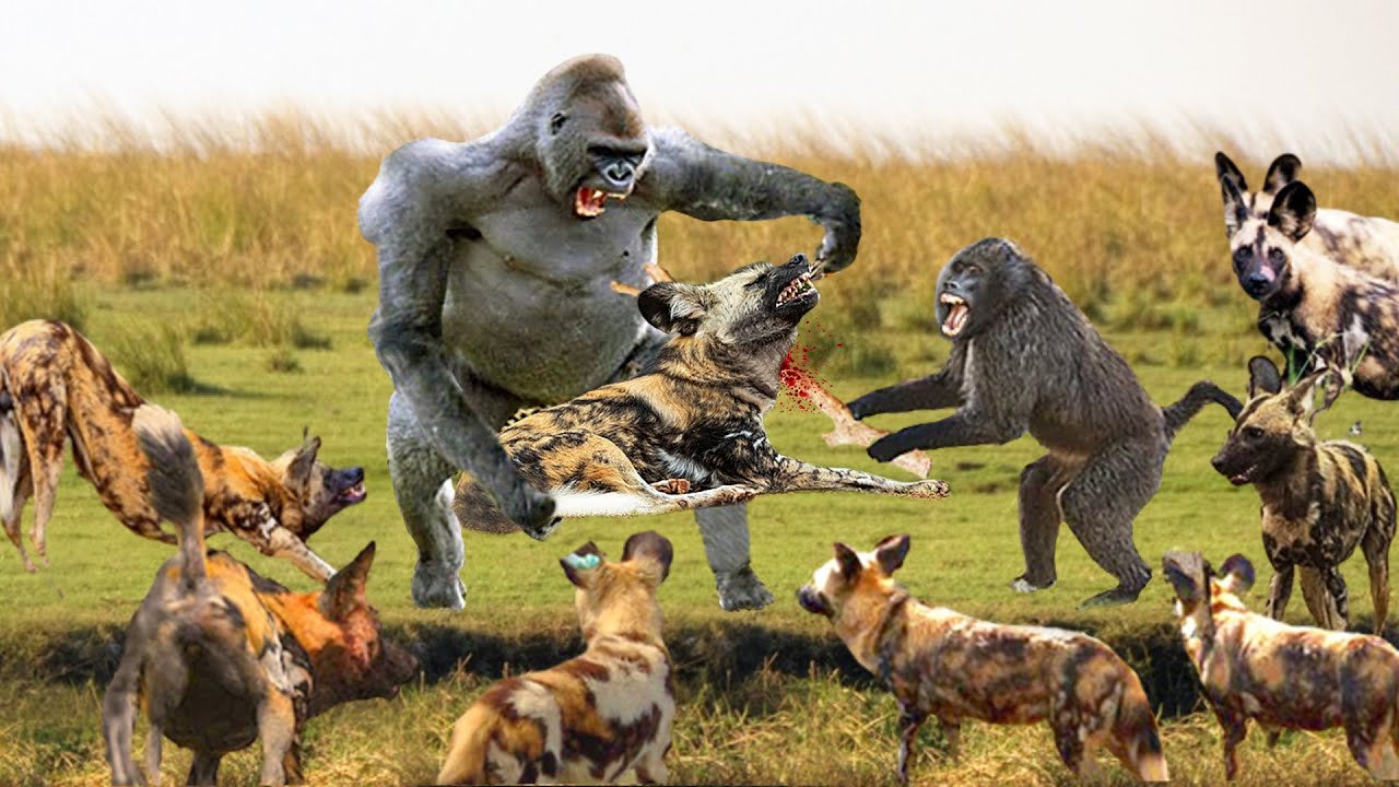 Stupid Wild Dog Gets Into A Baboon's Lair Discovered by the Baboon And ...