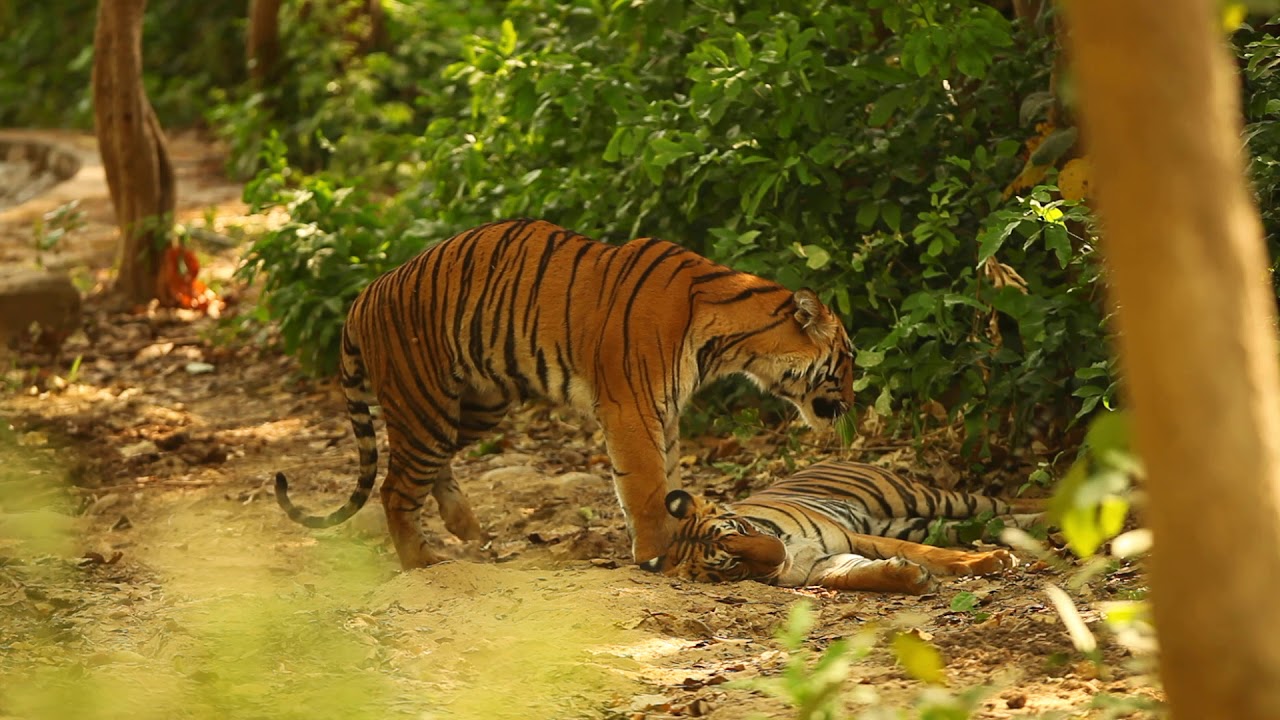 Two tigers in Bijrani Zone of Jim Corbett National Park - YouTube
