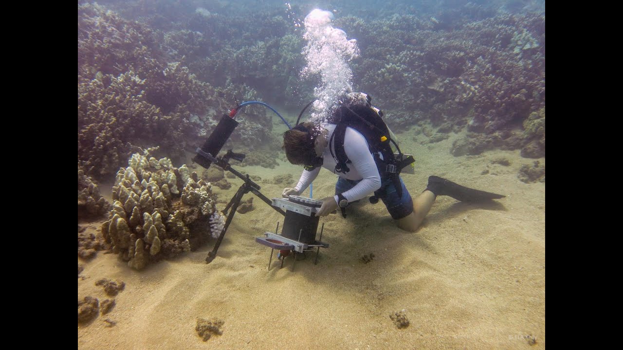 San Diego Scientists Take Coral Reef Close-Ups With New Underwater ...