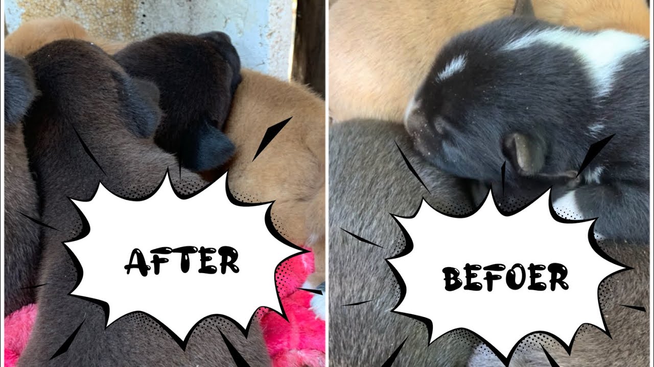 The show puppy after and before but after puppy cure# ...